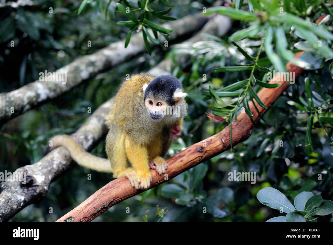 Squirrel monkey in tree Stock Photo - Alamy