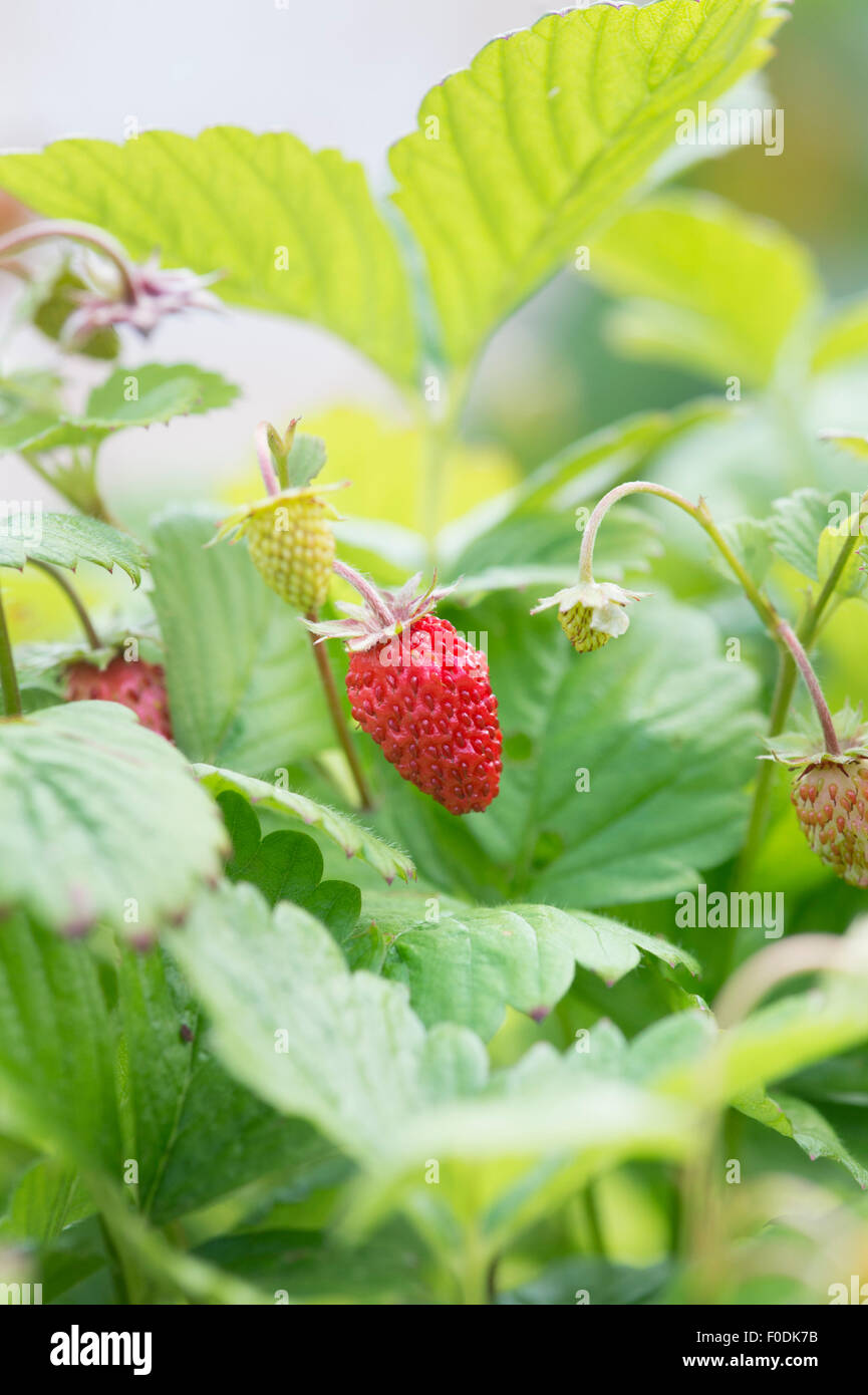 Alpine strawberry container hi-res stock photography and images - Alamy
