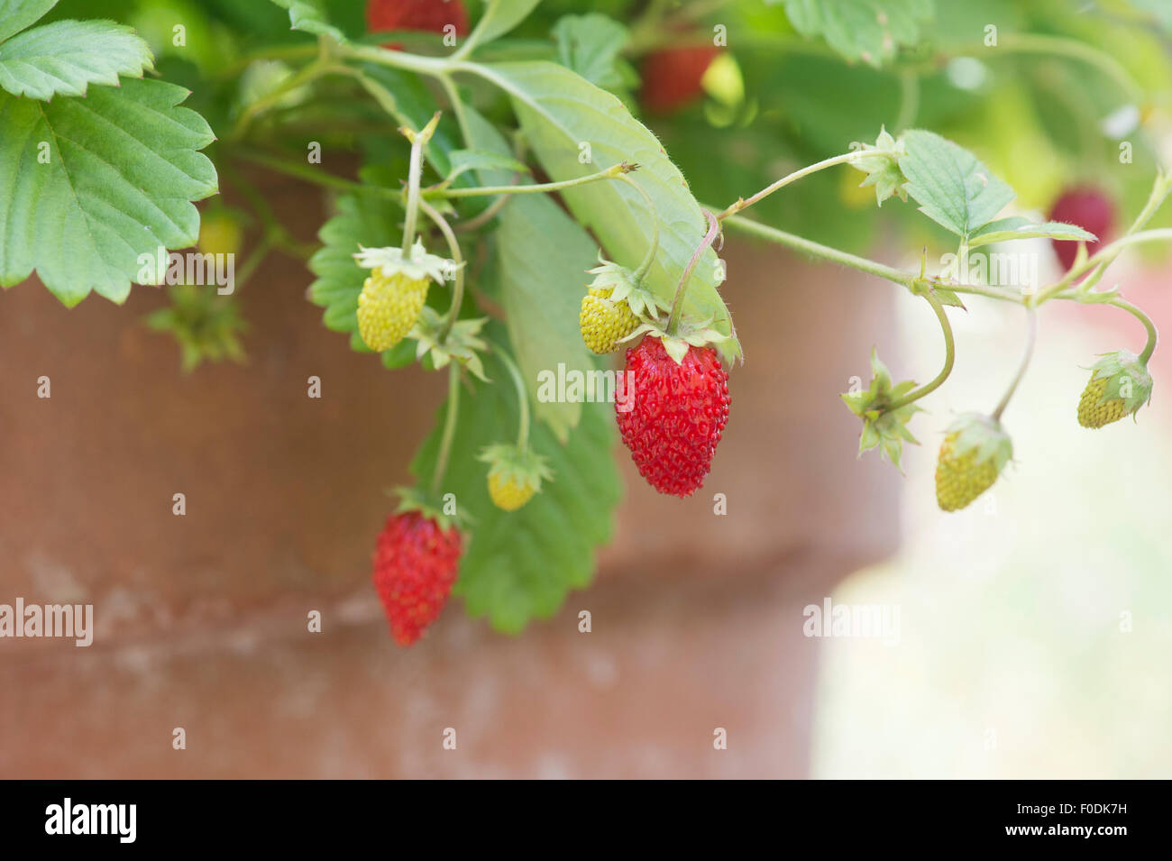 Alpine Strawberry Regina High Resolution Stock Photography and Images ...
