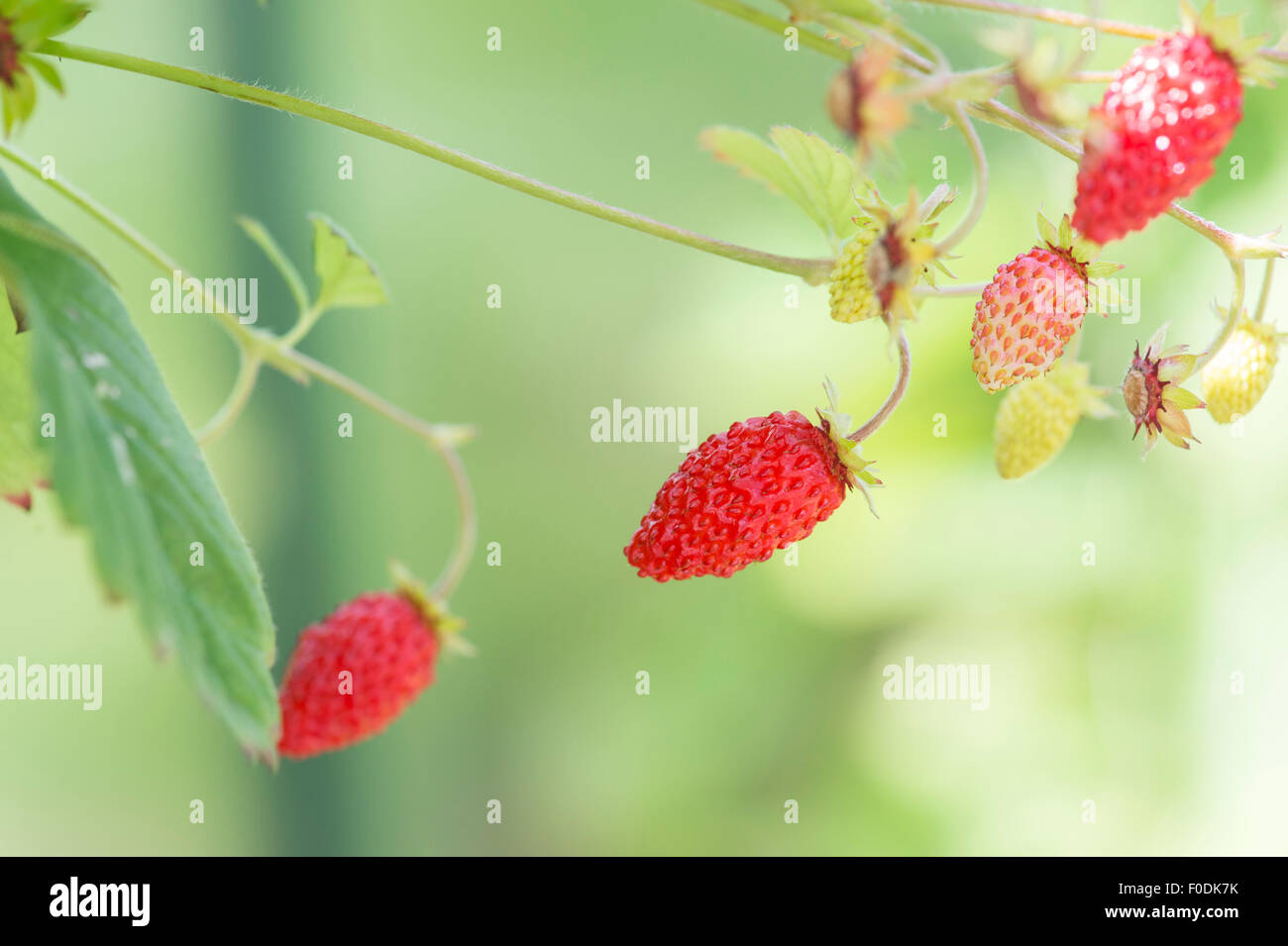 Alpine strawberry hi-res stock photography and images - Alamy