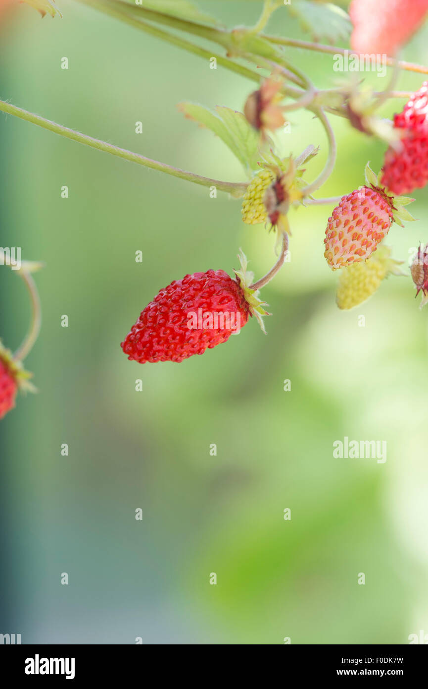 Fragaria vesca container hi-res stock photography and images - Alamy