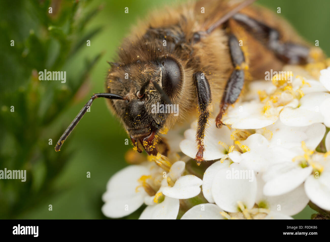 A bee feeding on flower pollen Stock Photo - Alamy