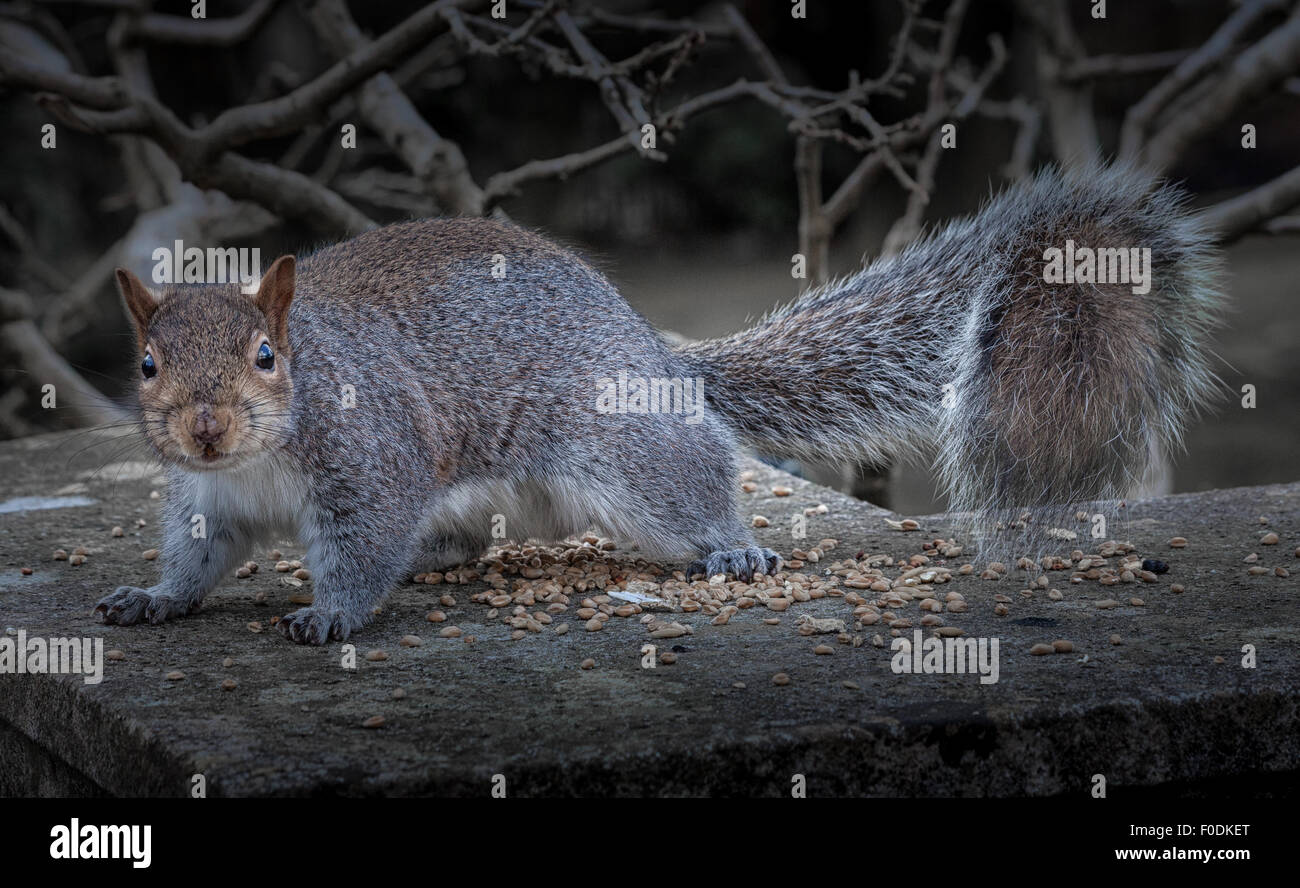 Grey squirrel tree hi-res stock photography and images - Alamy