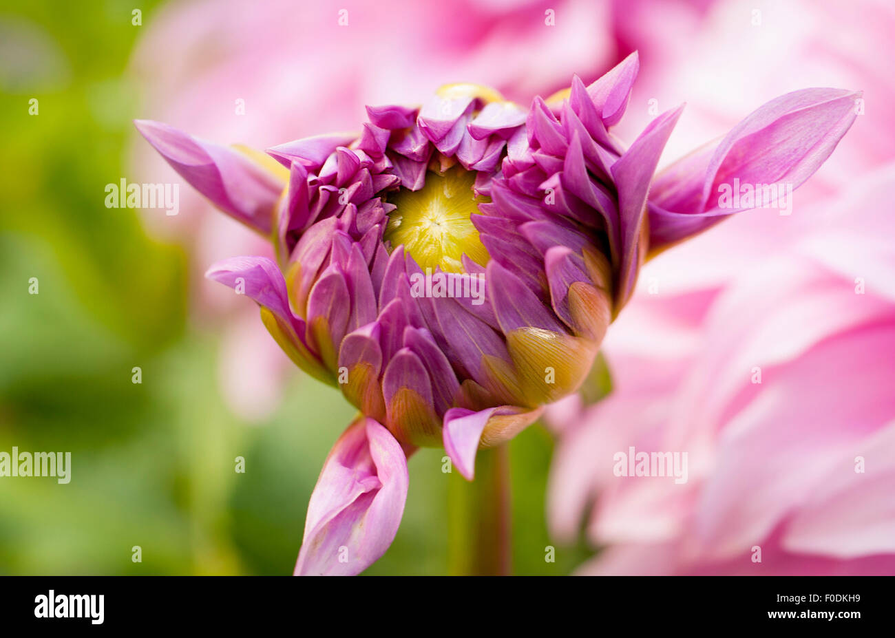 Budding flower hi-res stock photography and images - Alamy