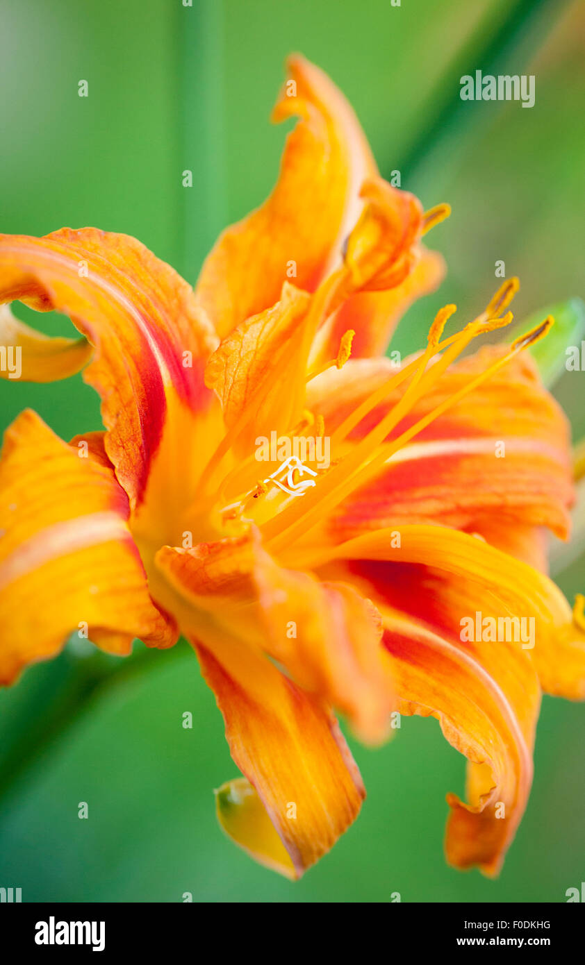 Orange / yellow flower bright, colorful Stock Photo - Alamy