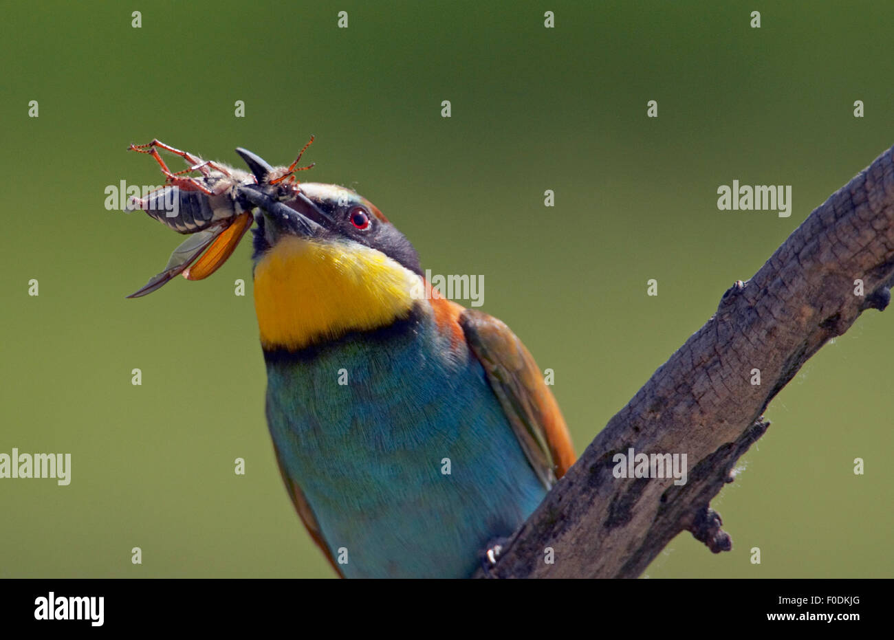 European bee-eater (Merops apiaster) with cockchafer prey in beak ...