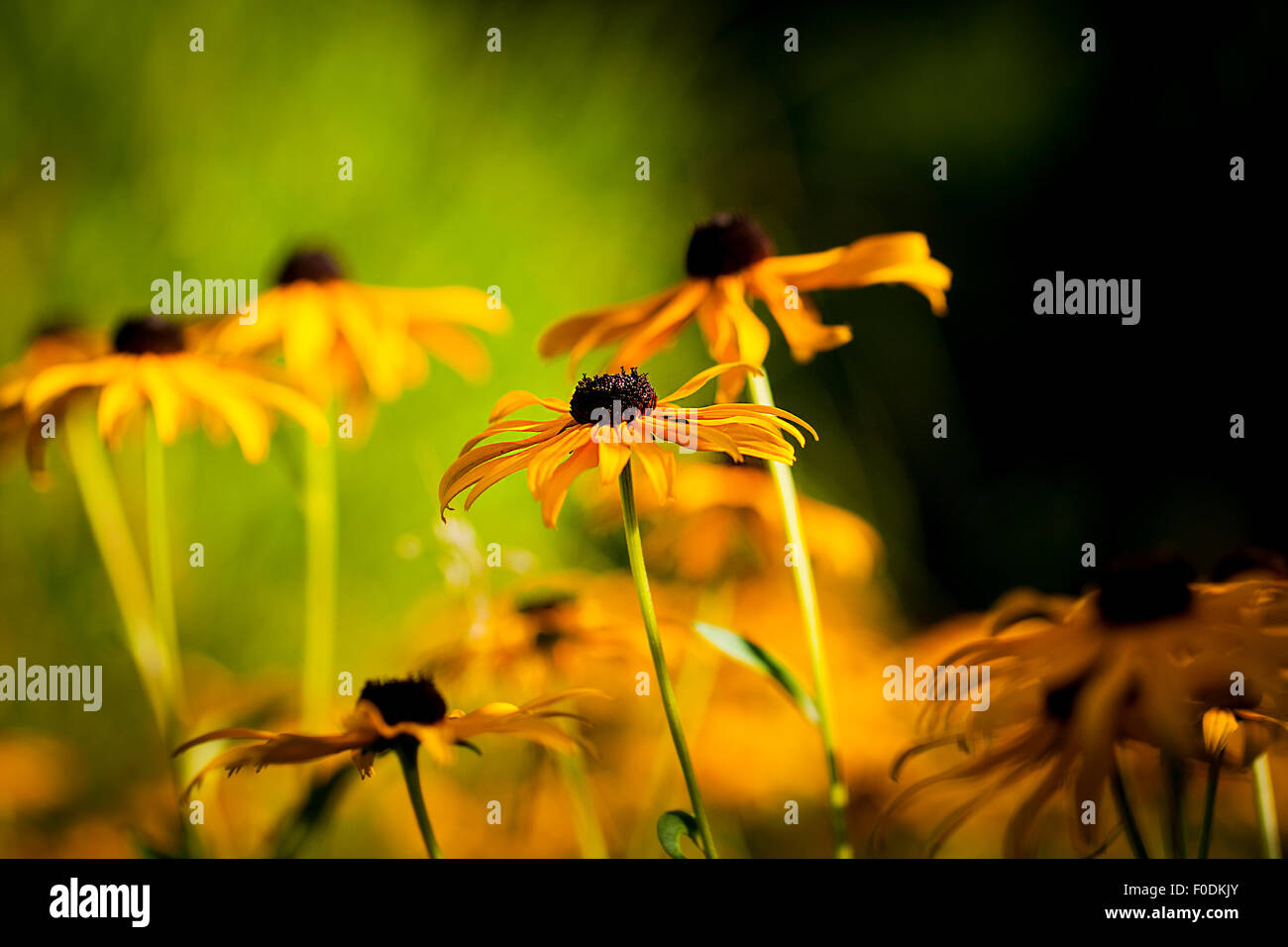 Daisy with dark background Stock Photo - Alamy
