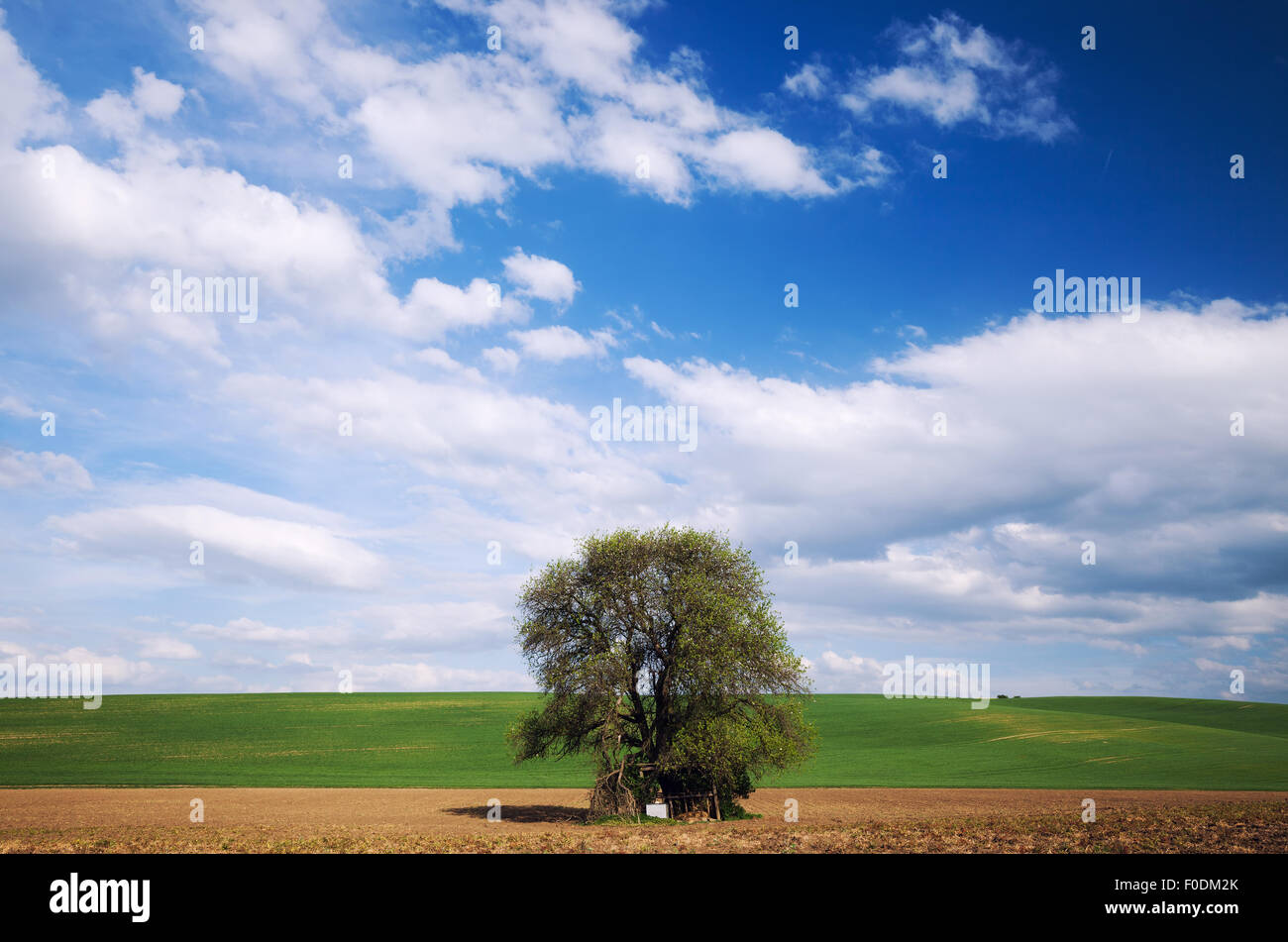 Big tree over blue sky. Nature background Stock Photo - Alamy