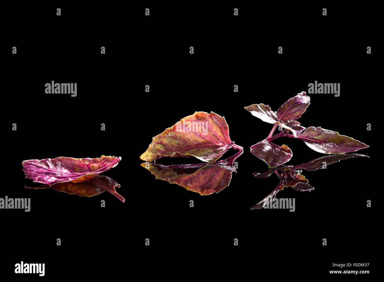 Purple basil hi-res stock photography and images - Alamy