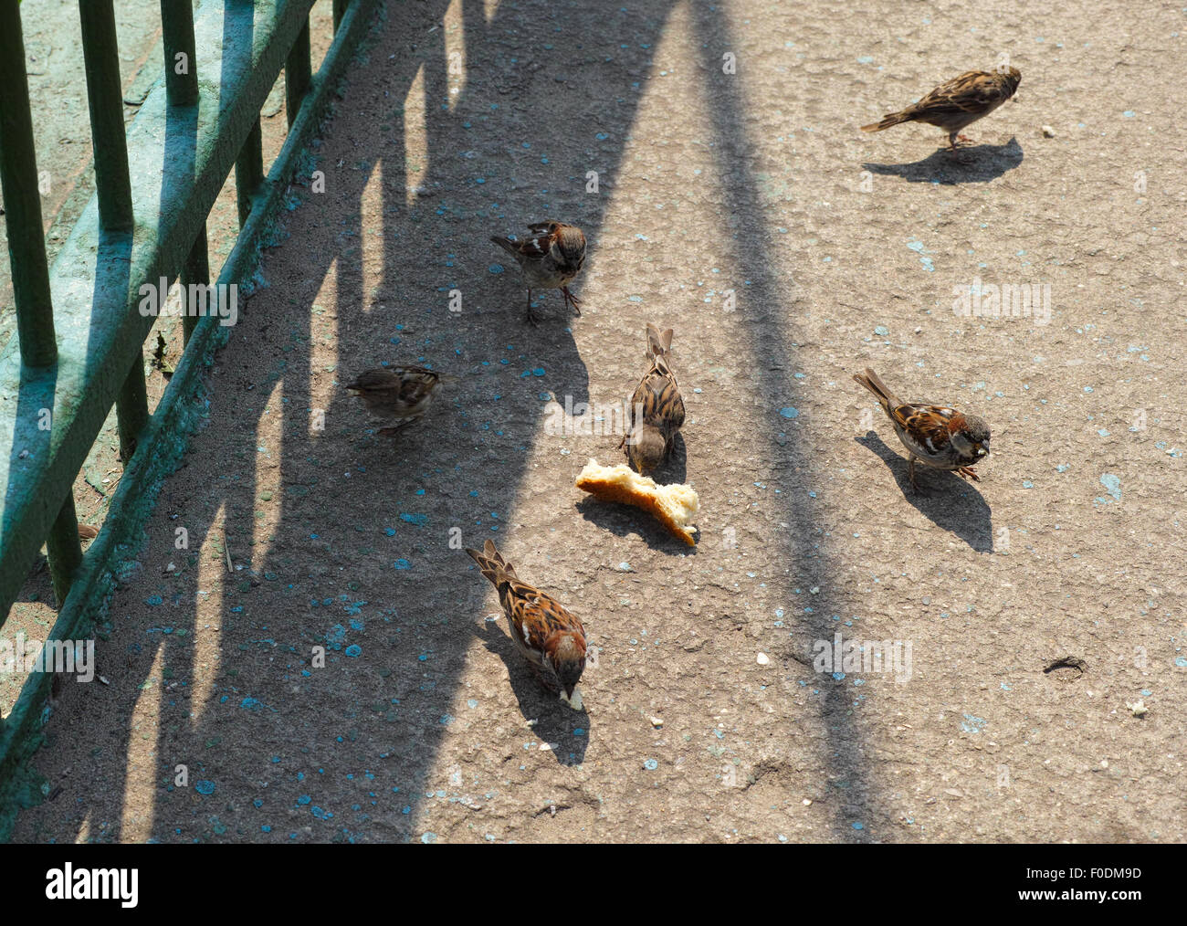 Feeding bread crumbs to bird hi-res stock photography and images - Alamy