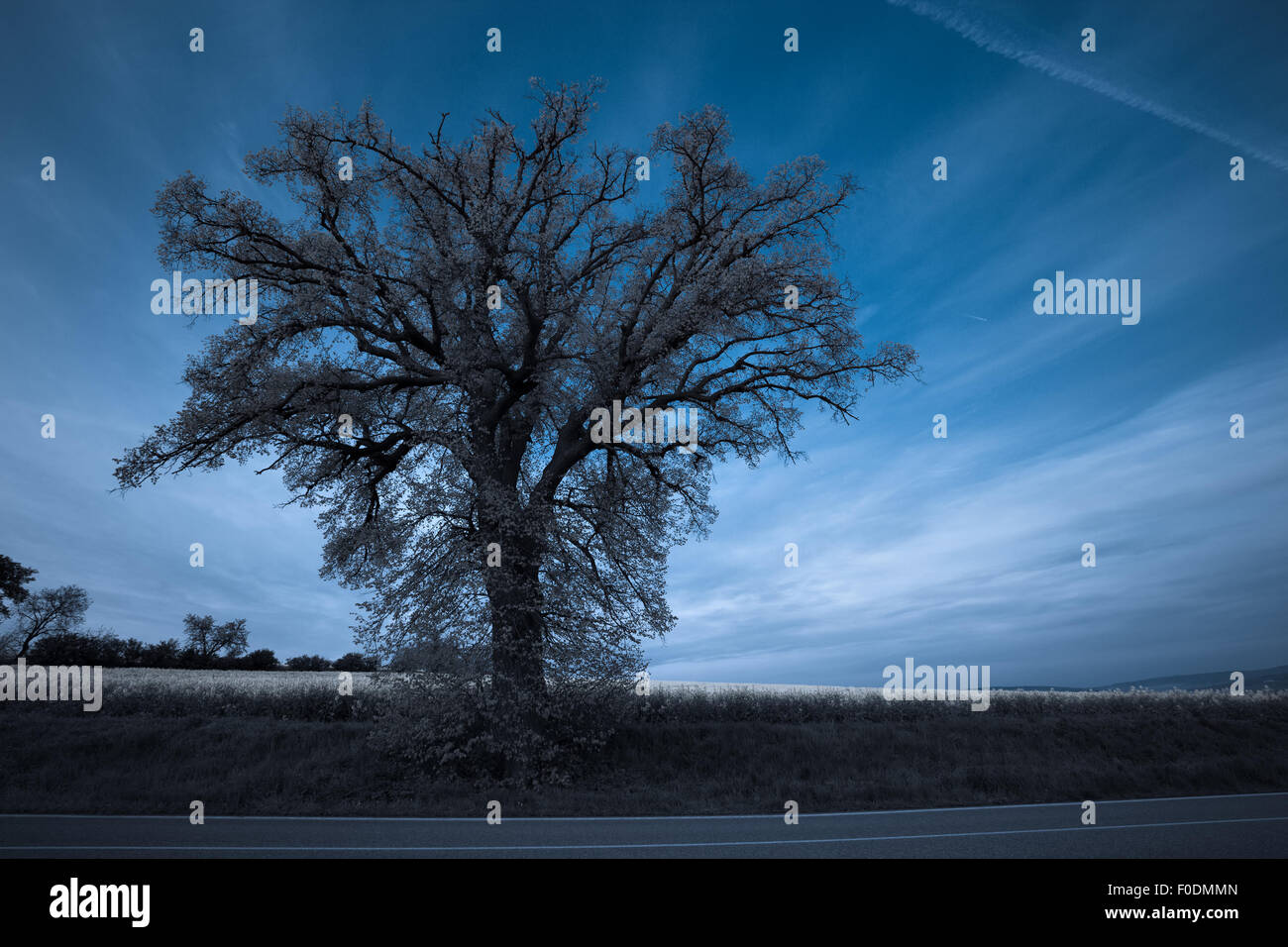 Big tree over dark night sky Stock Photo - Alamy