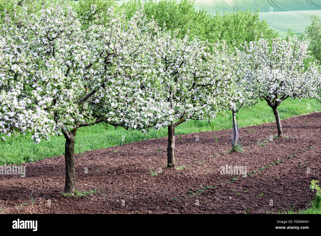Fruit trees in a spring orchard Stock Photo - Alamy