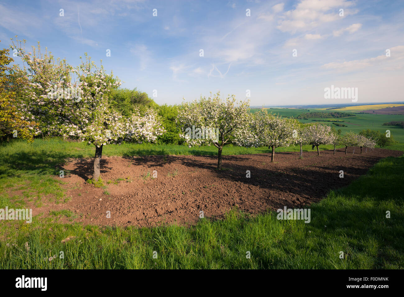 Fruit trees in a spring sunny orchard Stock Photo - Alamy