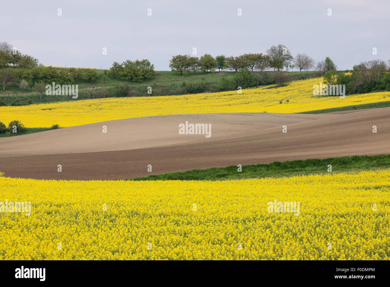 Beautiful yellow field countryside landscape Stock Photo - Alamy
