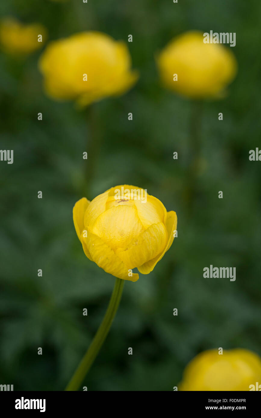 Alpine flowers, Globe flower, Trollius Europaeus Stock Photo - Alamy