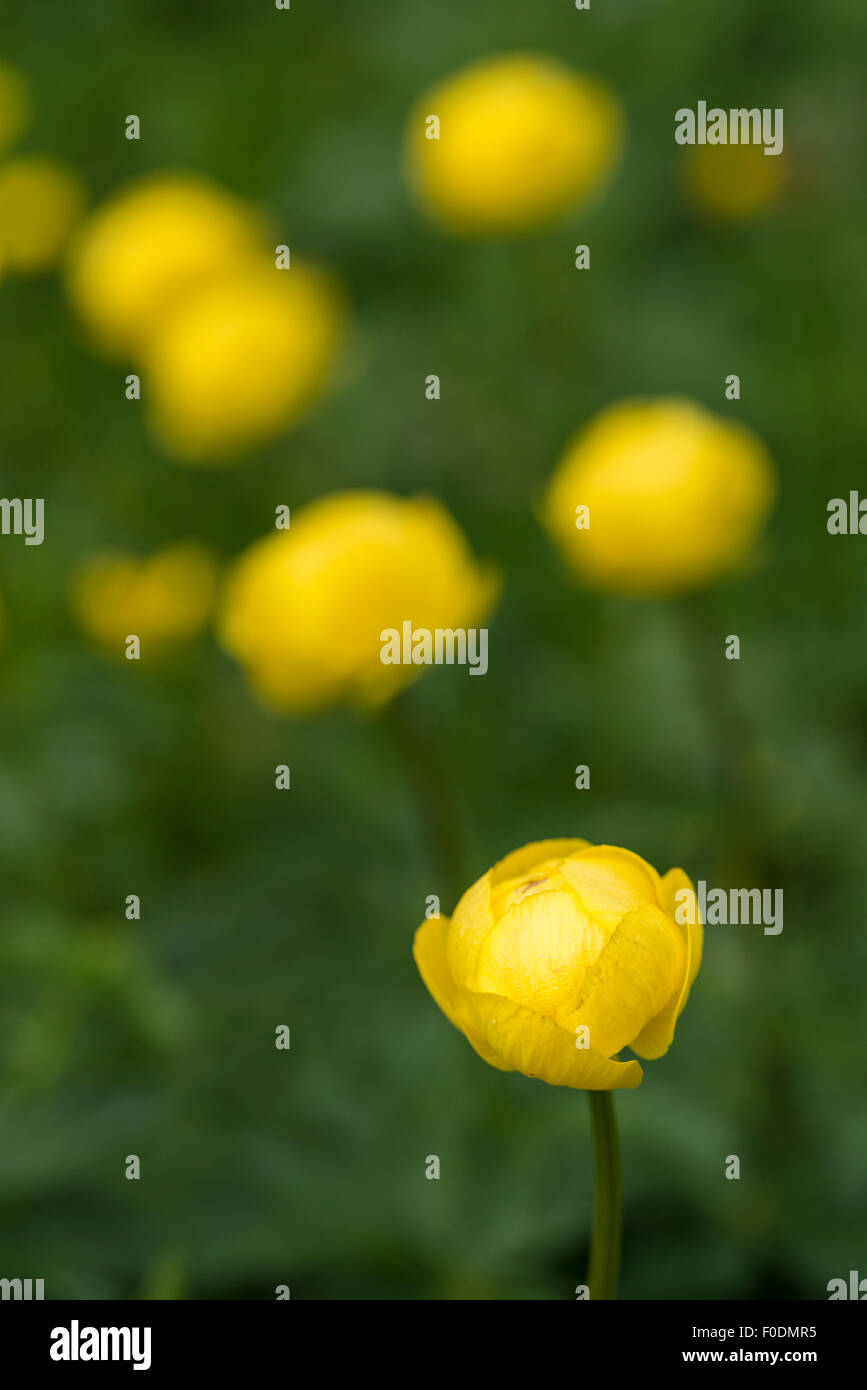 Alpine flowers, Globe flower, Trollius Europaeus Stock Photo - Alamy