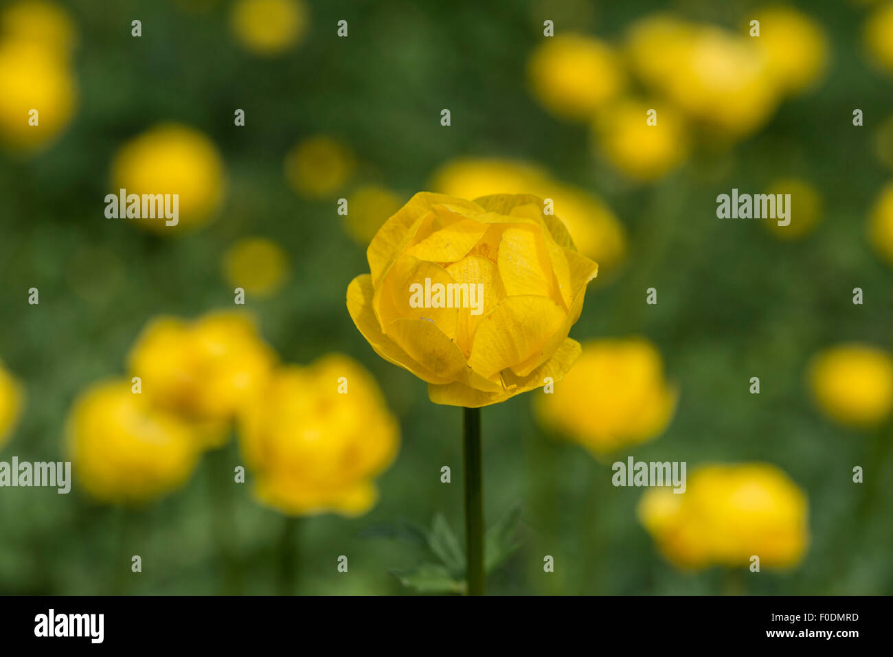 Alpine flowers, Globe flower, Trollius Europaeus Stock Photo - Alamy