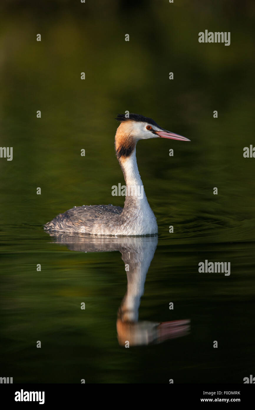 Norfolk broads birds hi-res stock photography and images - Alamy