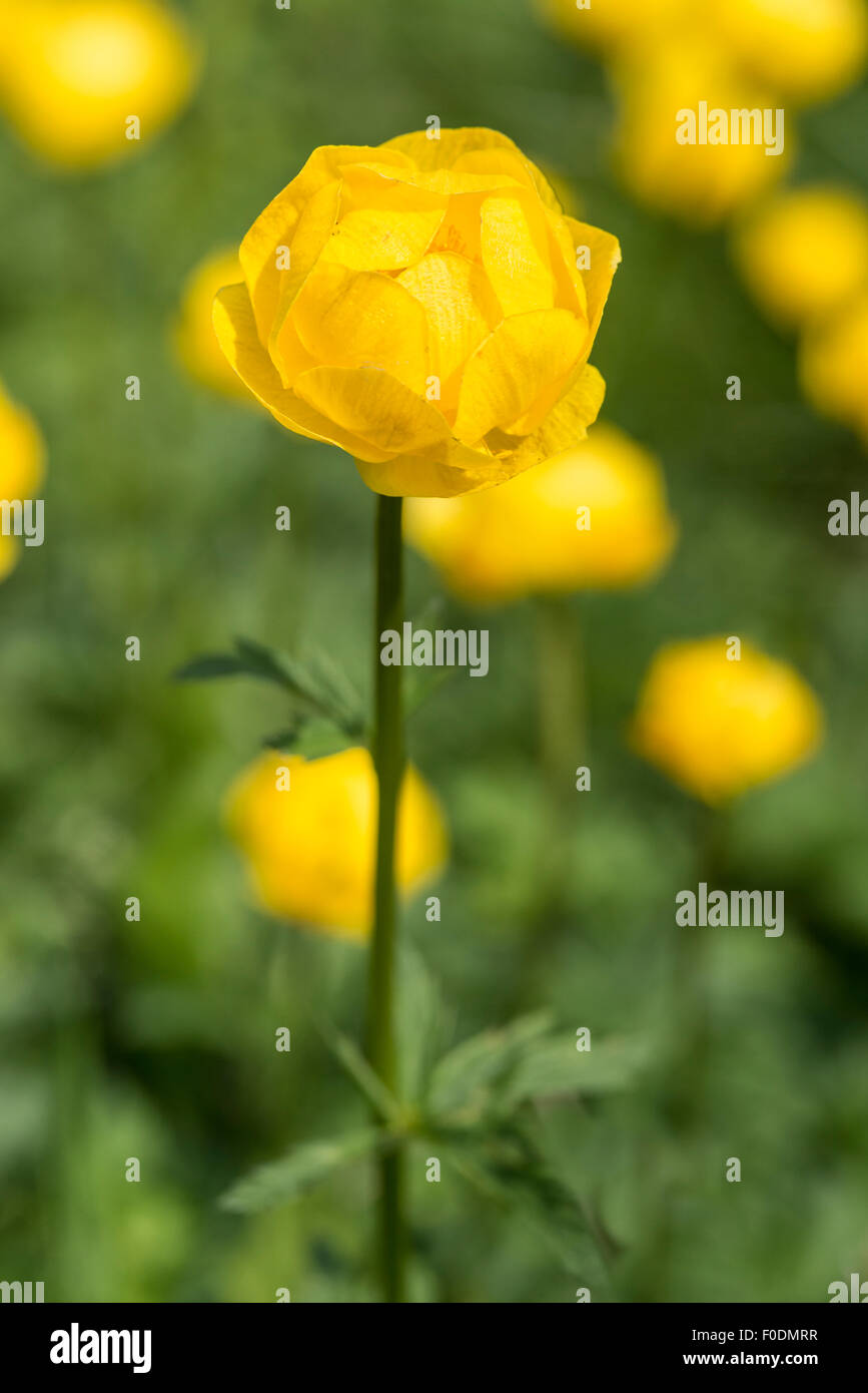 Alpine flowers, Globe flower, Trollius Europaeus Stock Photo - Alamy