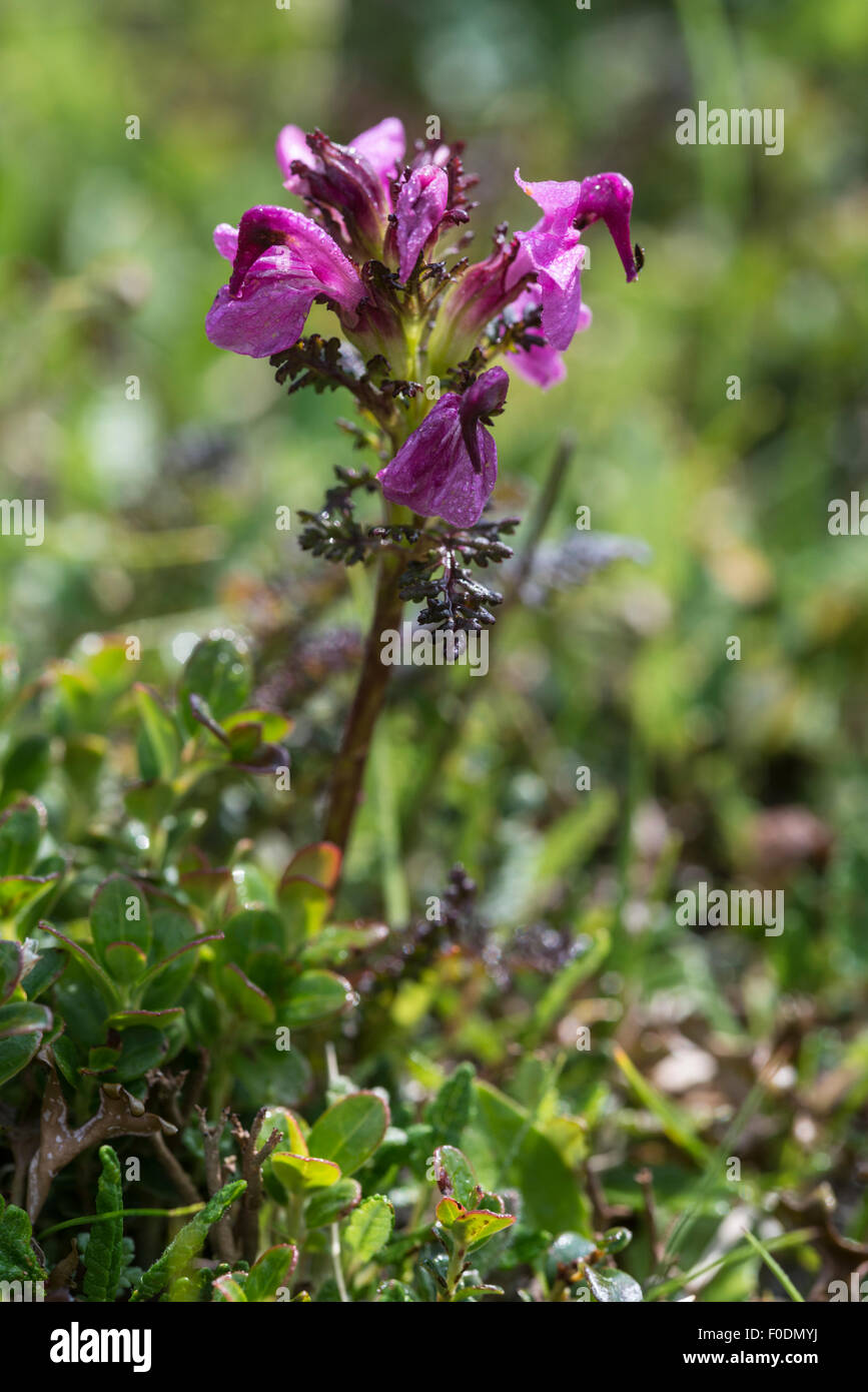 Spotted flesh hi-res stock photography and images - Alamy