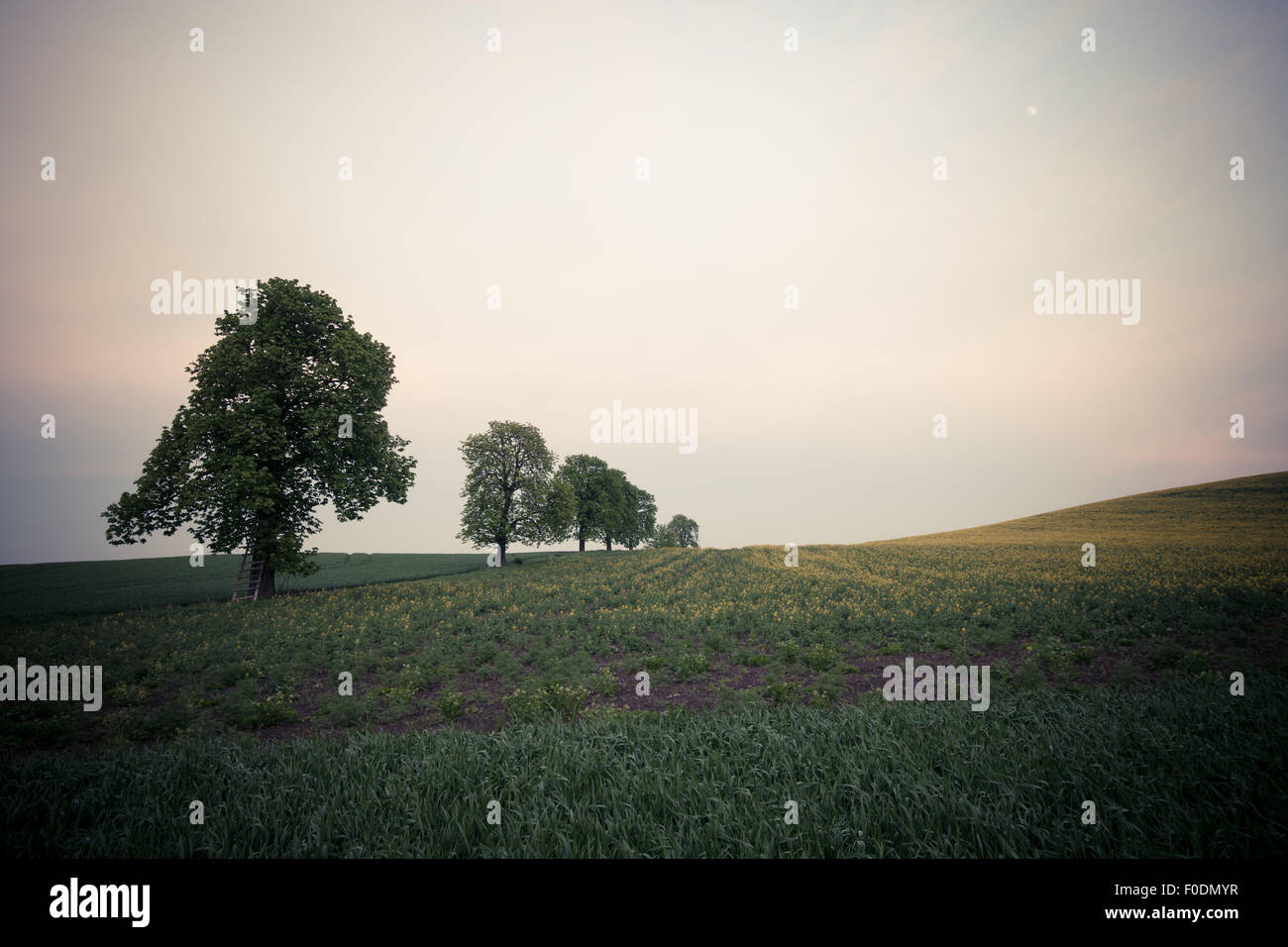 Trees on the spring fields at evening Stock Photo - Alamy