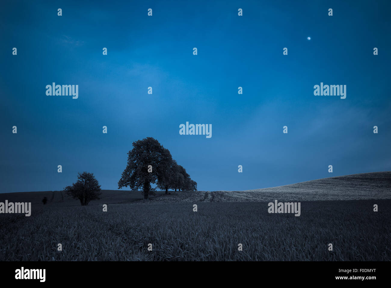 Trees on the spring fields at night Stock Photo - Alamy