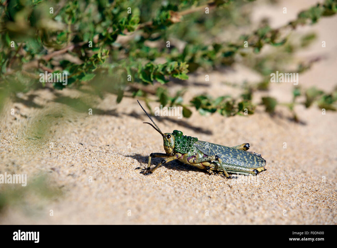 Green grasshopper in sand dunes Stock Photo - Alamy