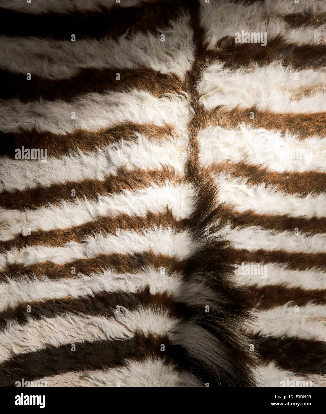 Detail of zebra skin Stock Photo - Alamy