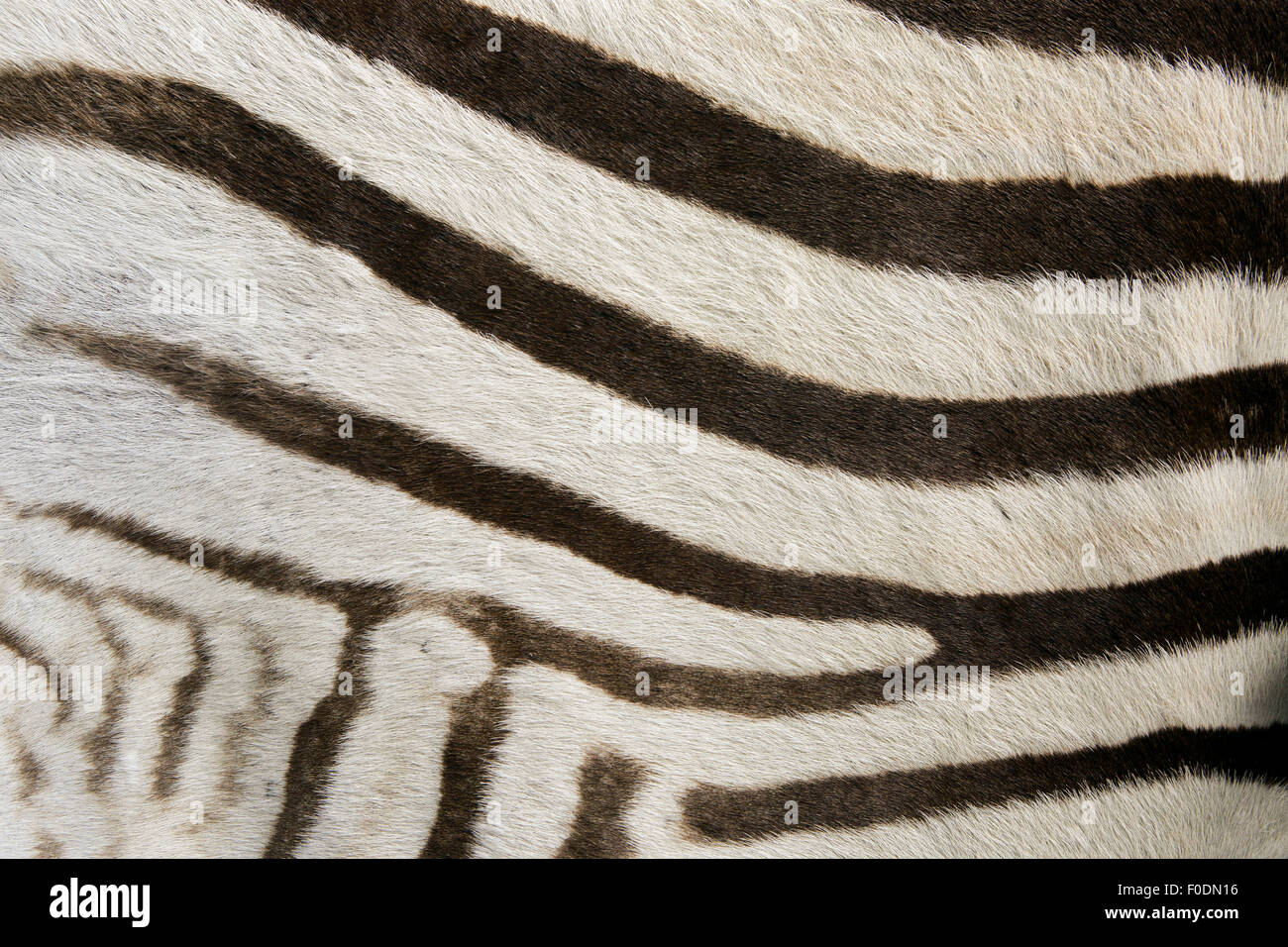 Detail of zebra skin Stock Photo - Alamy