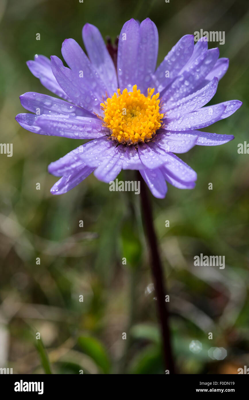 Alpine flowers, Alpine Aster, Aster Alpinus Stock Photo - Alamy