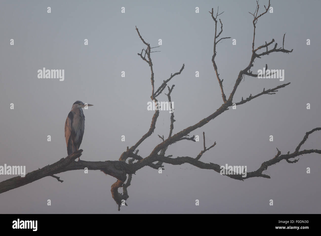 Grey heron in mist, Norfolk broads Stock Photo - Alamy
