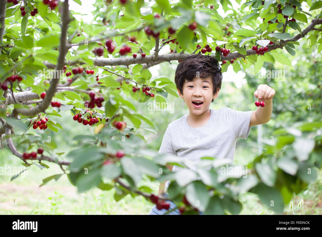Happy boy picking cherries in orchard Stock Photo - Alamy