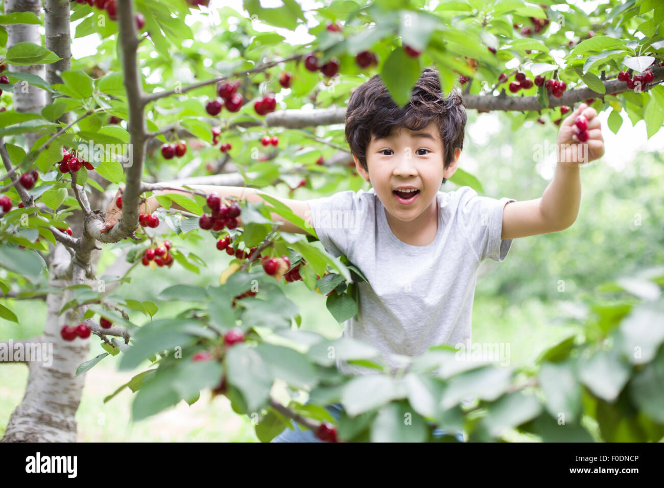 Happy boy picking cherries in orchard Stock Photo - Alamy