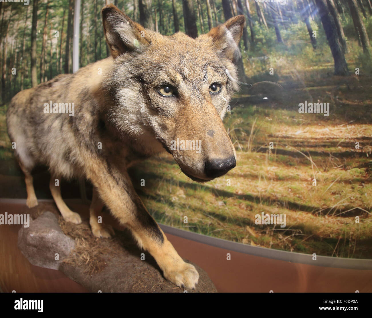 A stuffed wolf on display at the new "Woelfe" (wolves) exhibition at ...