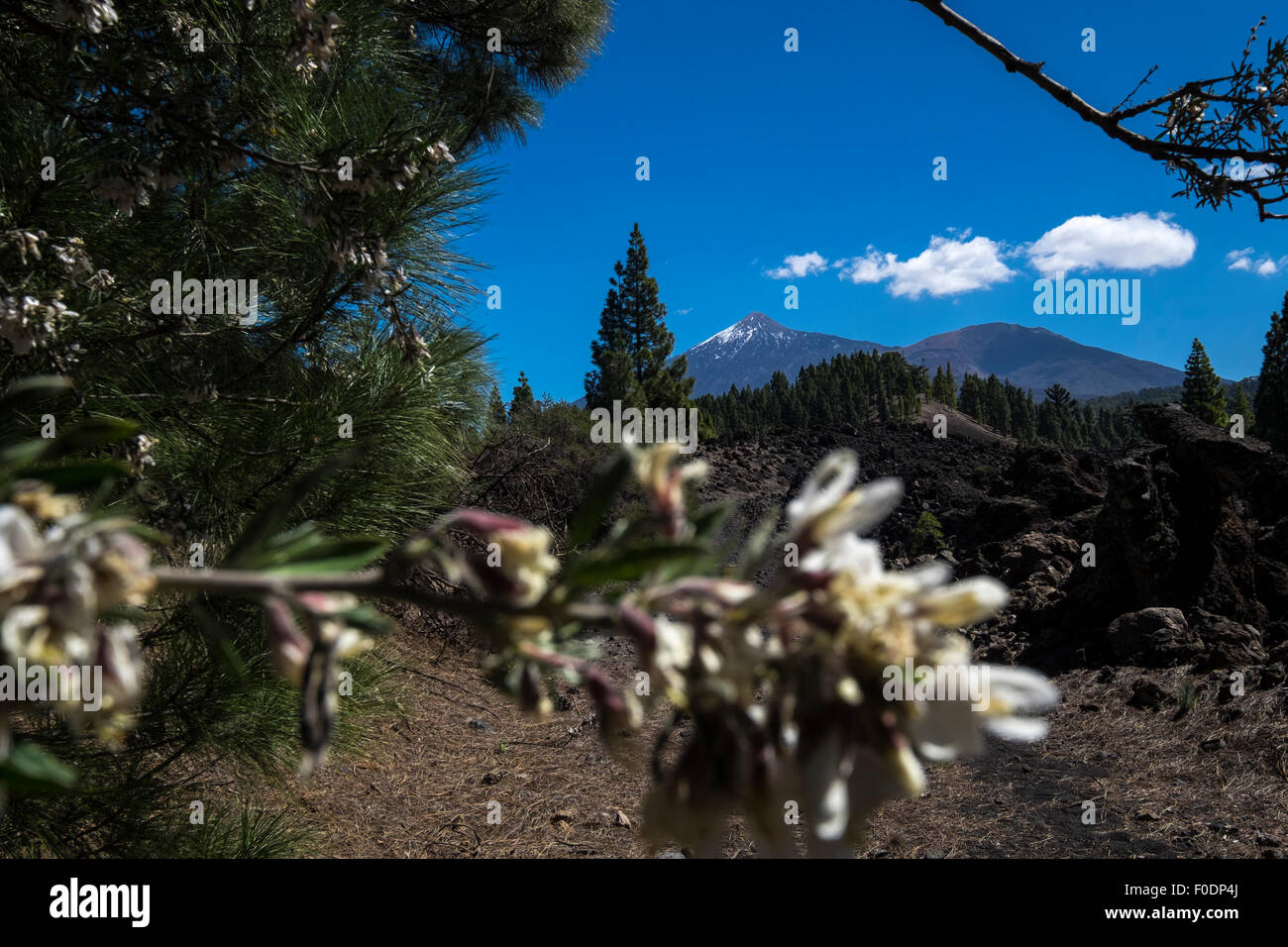 Chamaecytisus proliferus flowering shrup common name Tagasaste or ...