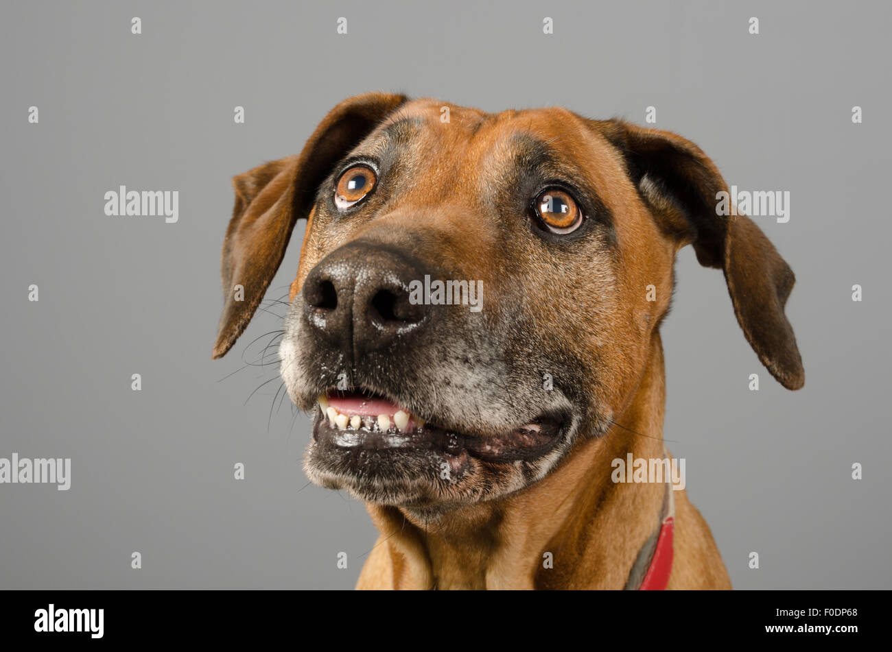 Rhodesian Ridgeback - male - 7 years old Stock Photo - Alamy