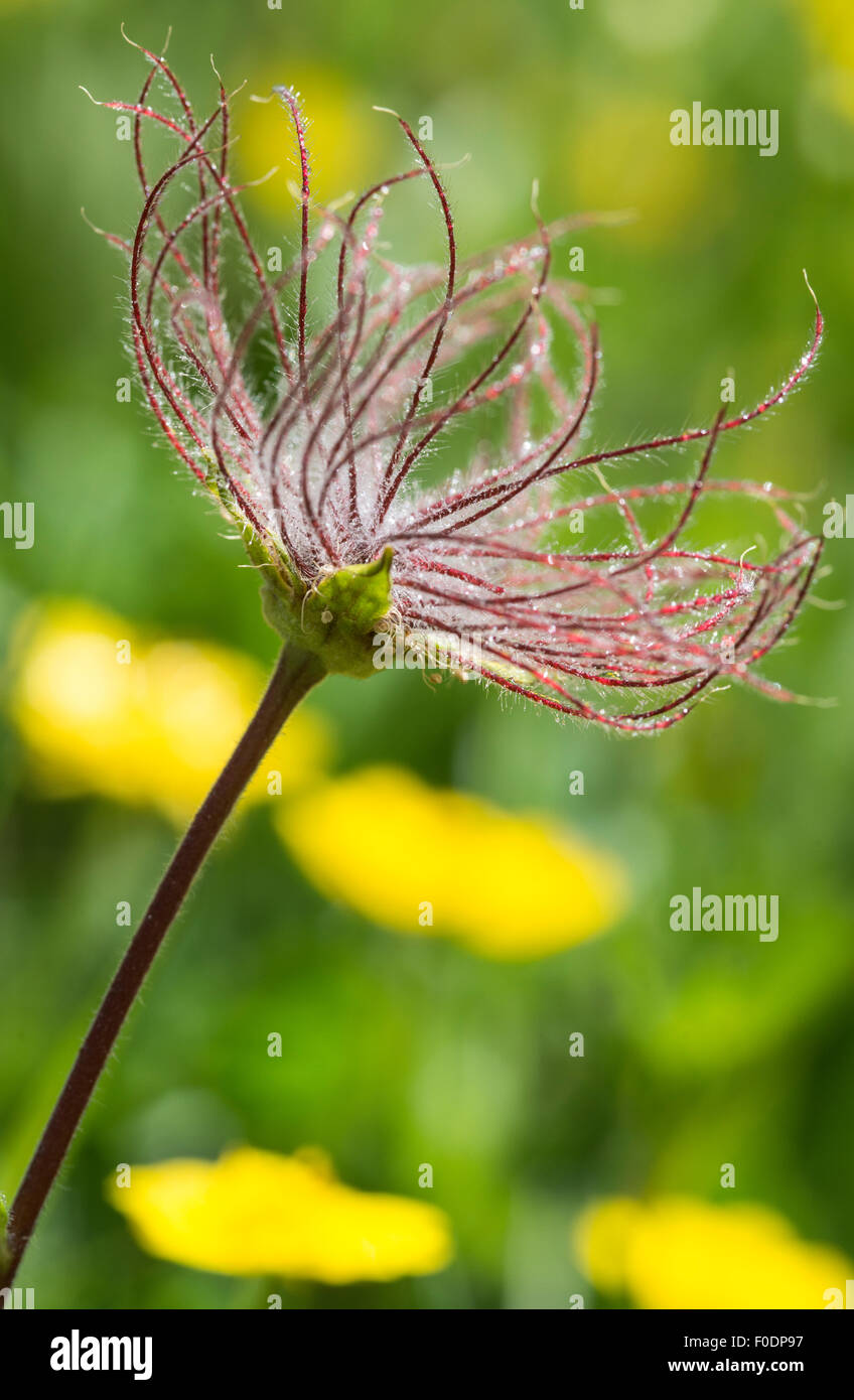 Alpine flowers, Yellow Alpine Anemone, Pulsatilla Vernalis Stock Photo ...