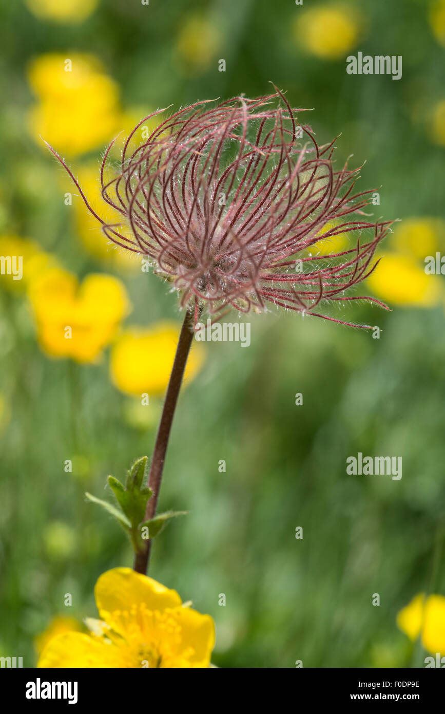 Anemone vernalis hi-res stock photography and images - Alamy