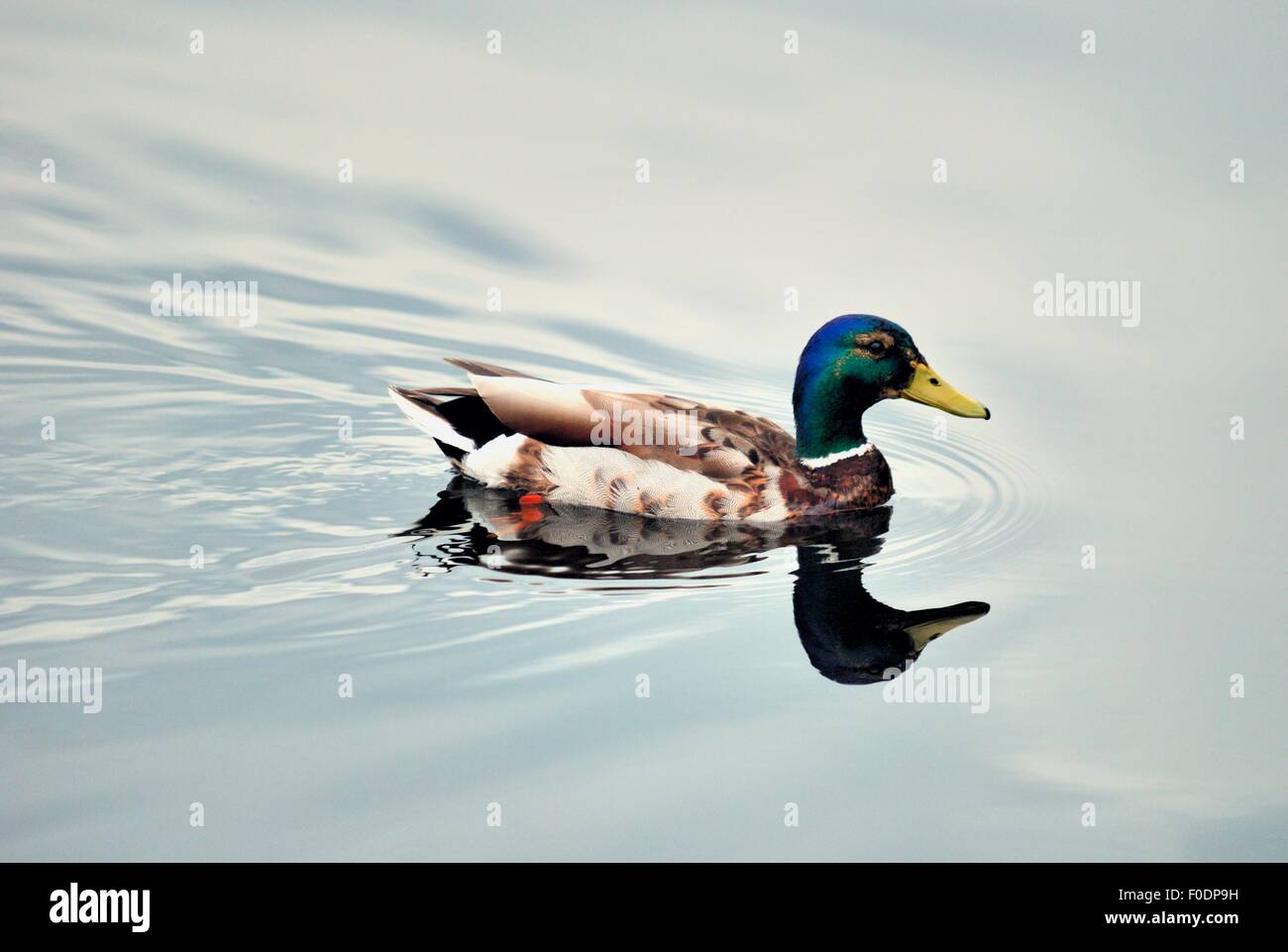 A solitary mallard duck creating ripples in its wake on a smooth ...
