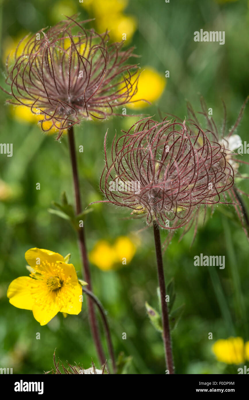 Alpine flowers, Yellow Alpine Anemone, Pulsatilla Vernalis Stock Photo ...
