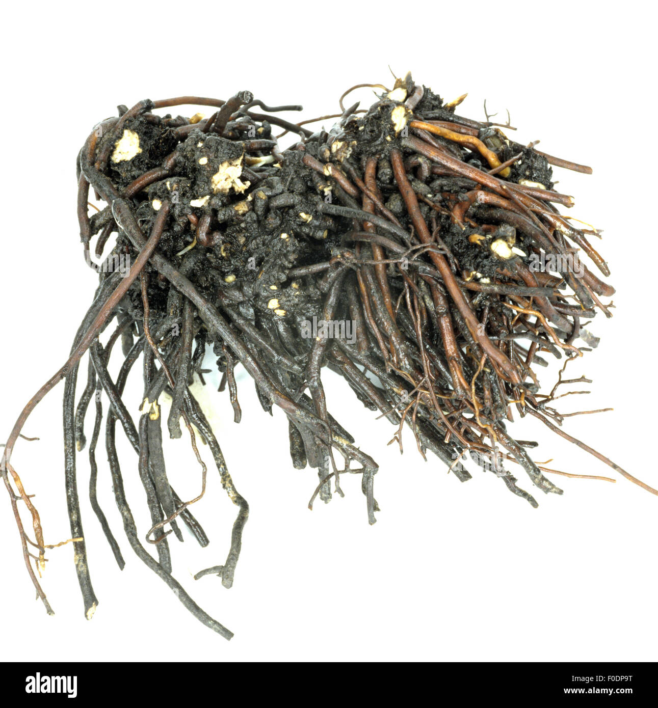 Fruehlings-Adonisroeschen, Wurzeln, Adonis, Vernalis, - DEU ...