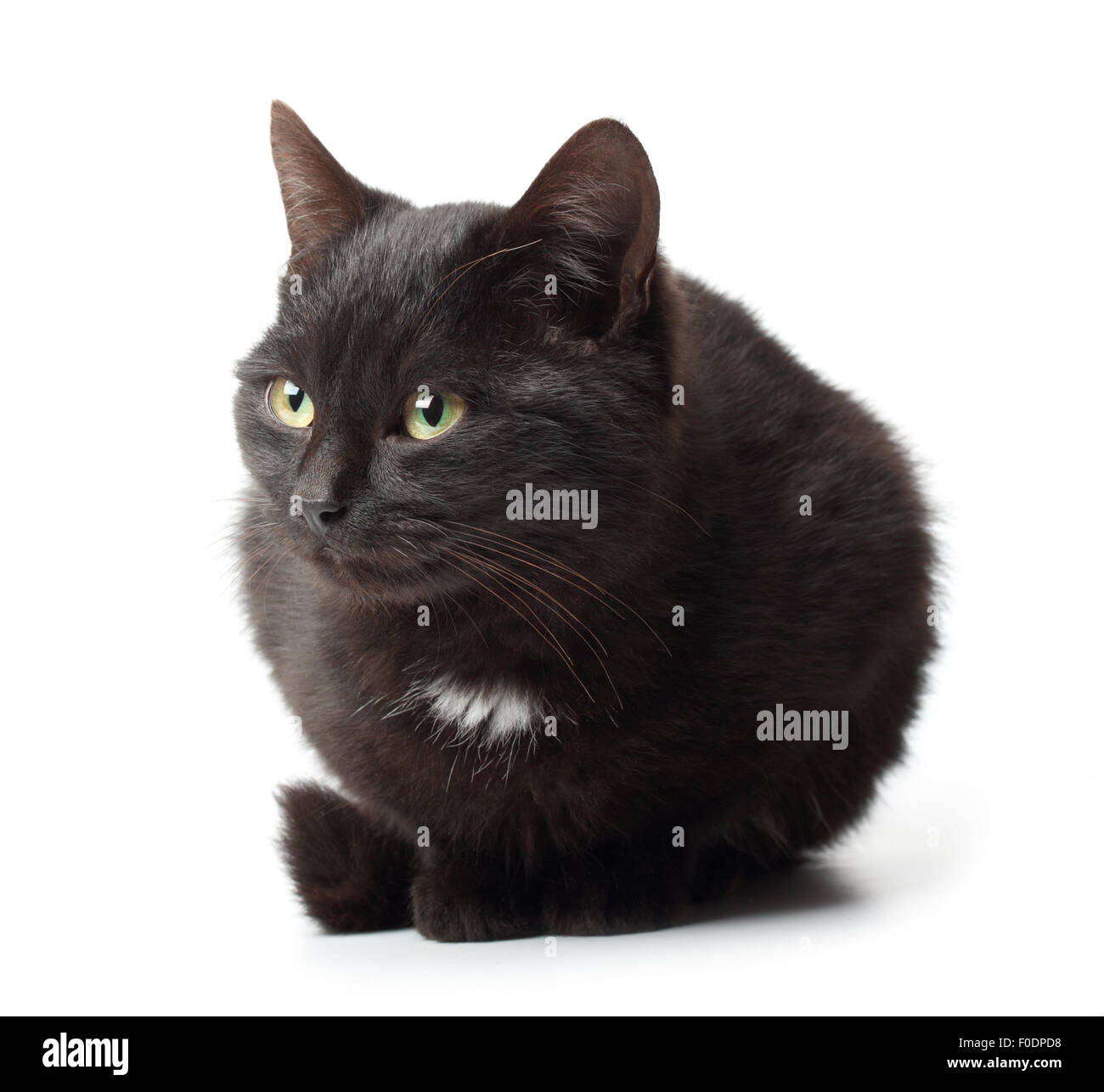 black cat on white background Stock Photo - Alamy