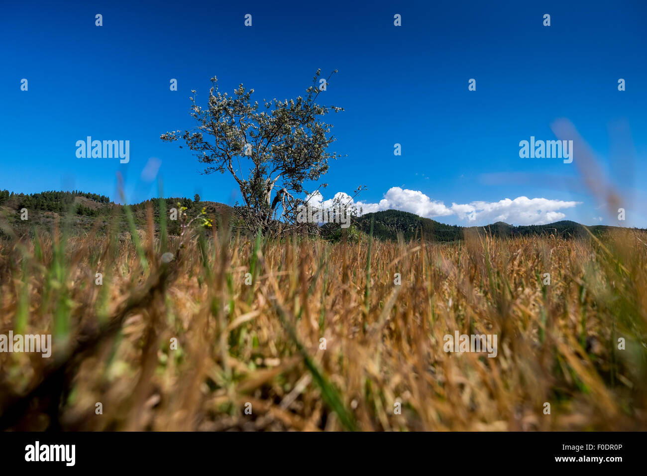 Tagasaste shrub in a meadow in springtime with Teide in background ...