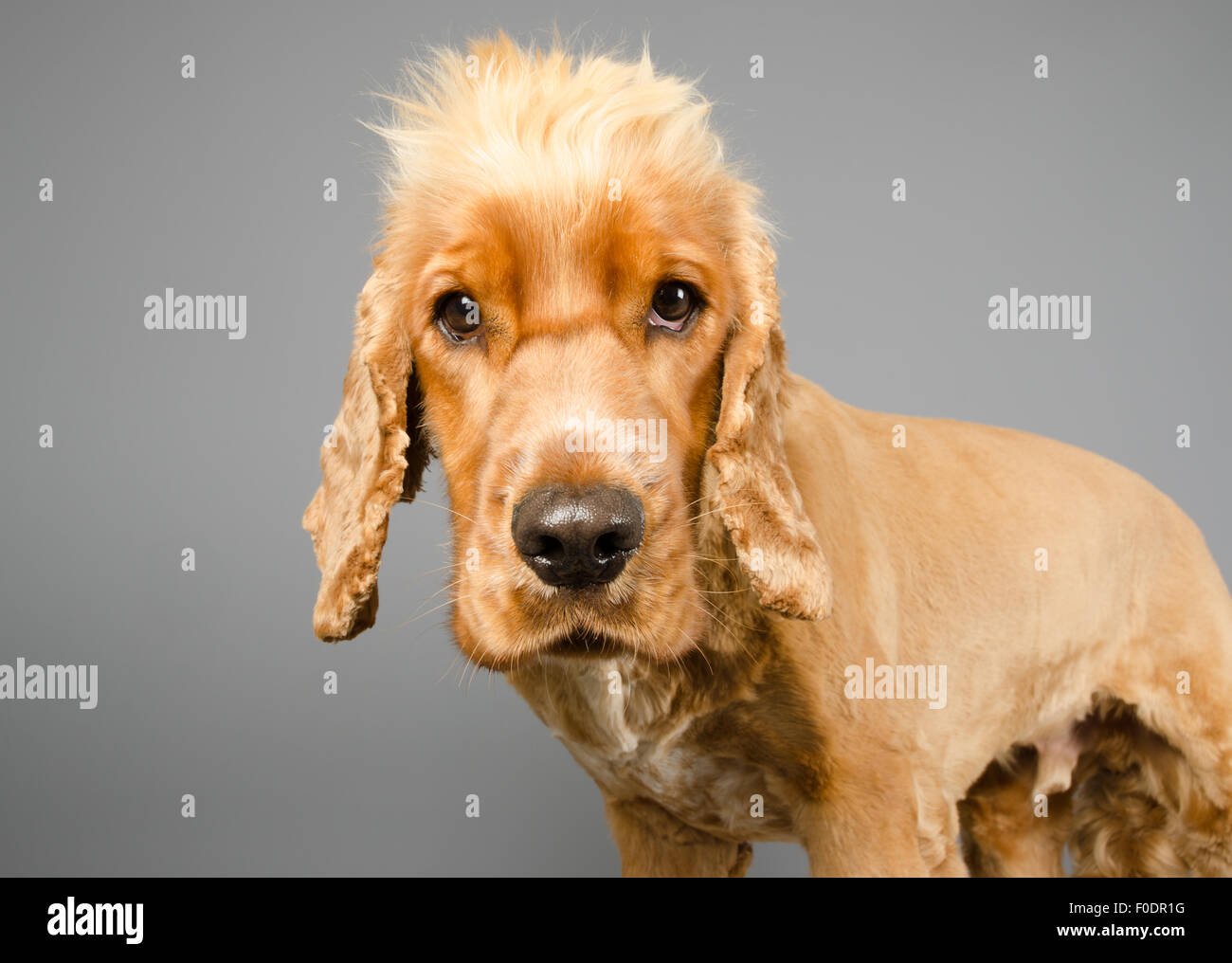 Cocker Spaniel - male - grey background Stock Photo - Alamy