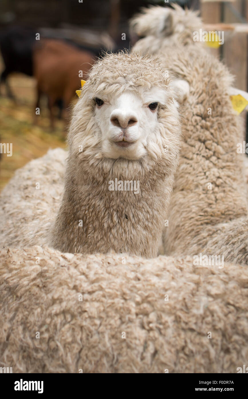 Domestic alpacas hi-res stock photography and images - Alamy