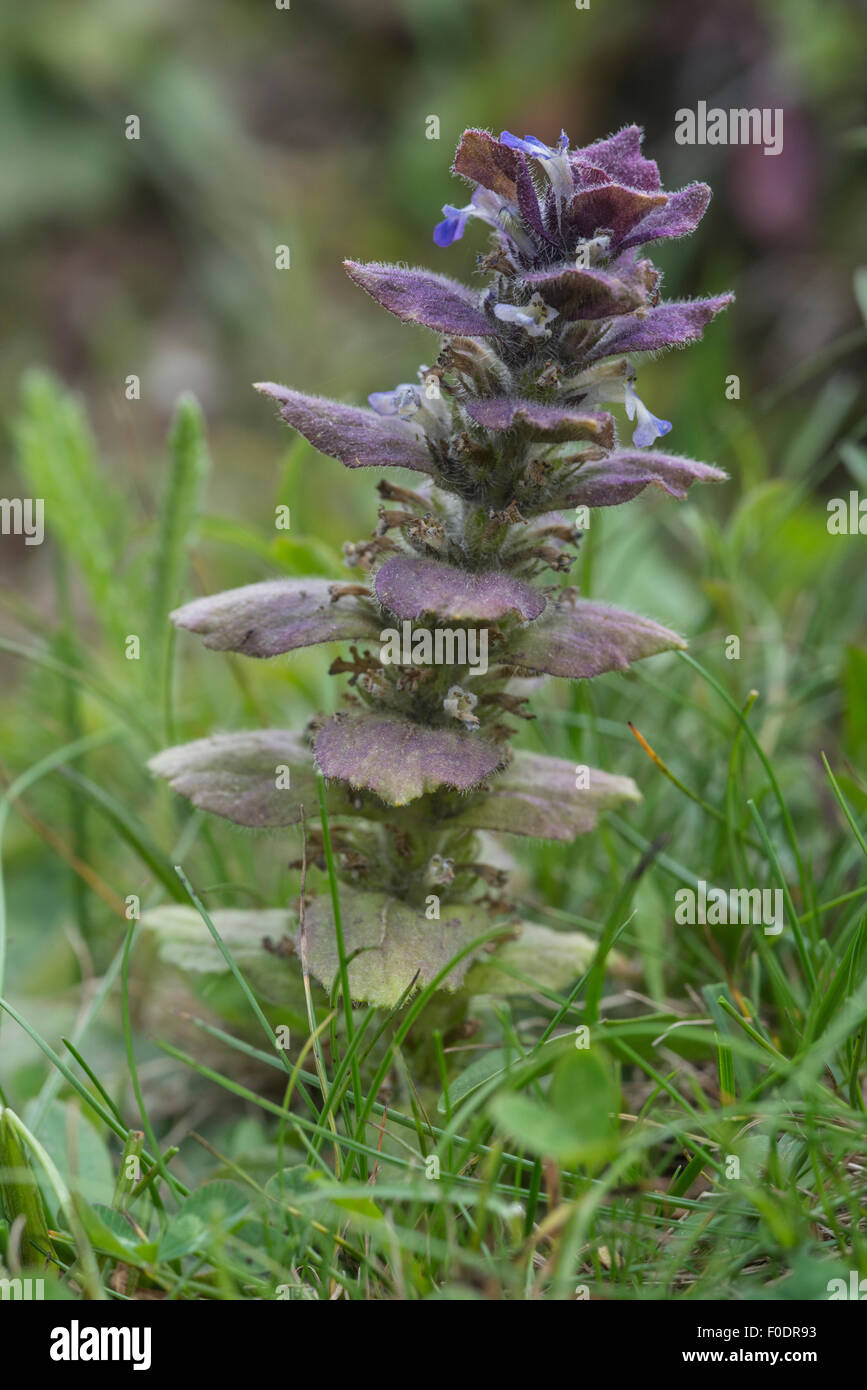 Alpine flowers, Pyramidal Bugle, Ajuga Pyramialis Stock Photo - Alamy
