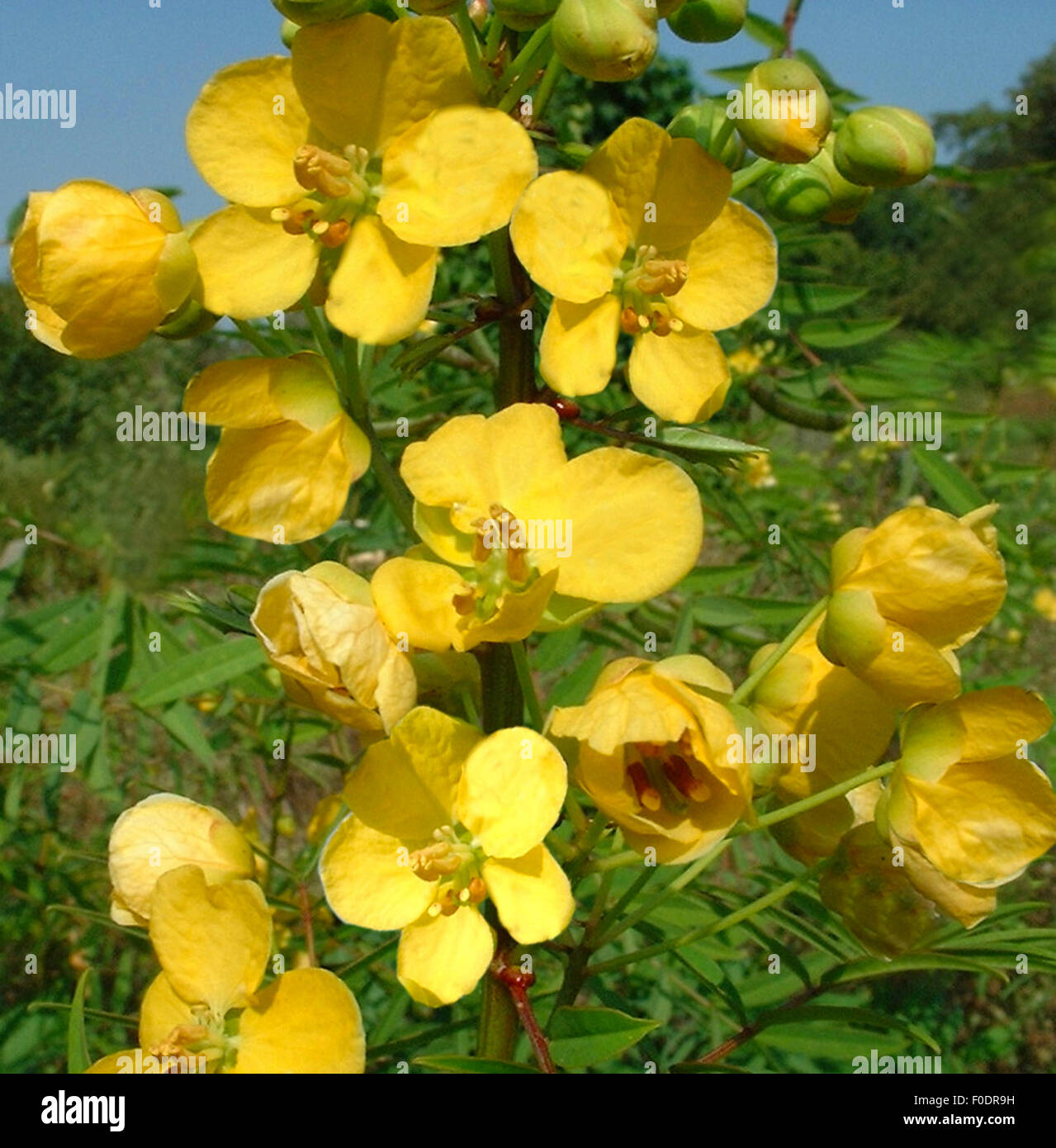 Chinesische senna cassia senna hi-res stock photography and images - Alamy