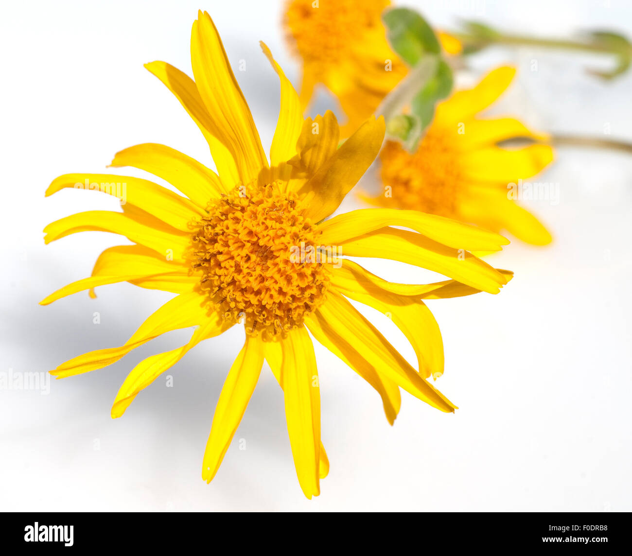 Arnika arnica montana gebirgspflanze hi-res stock photography and ...