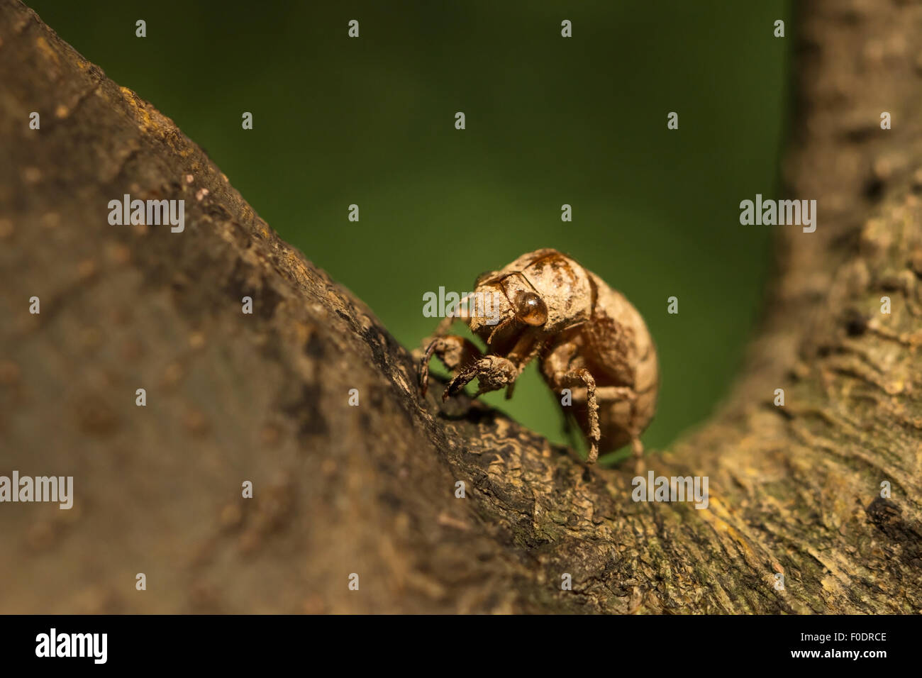 Tropical cicada hi-res stock photography and images - Alamy