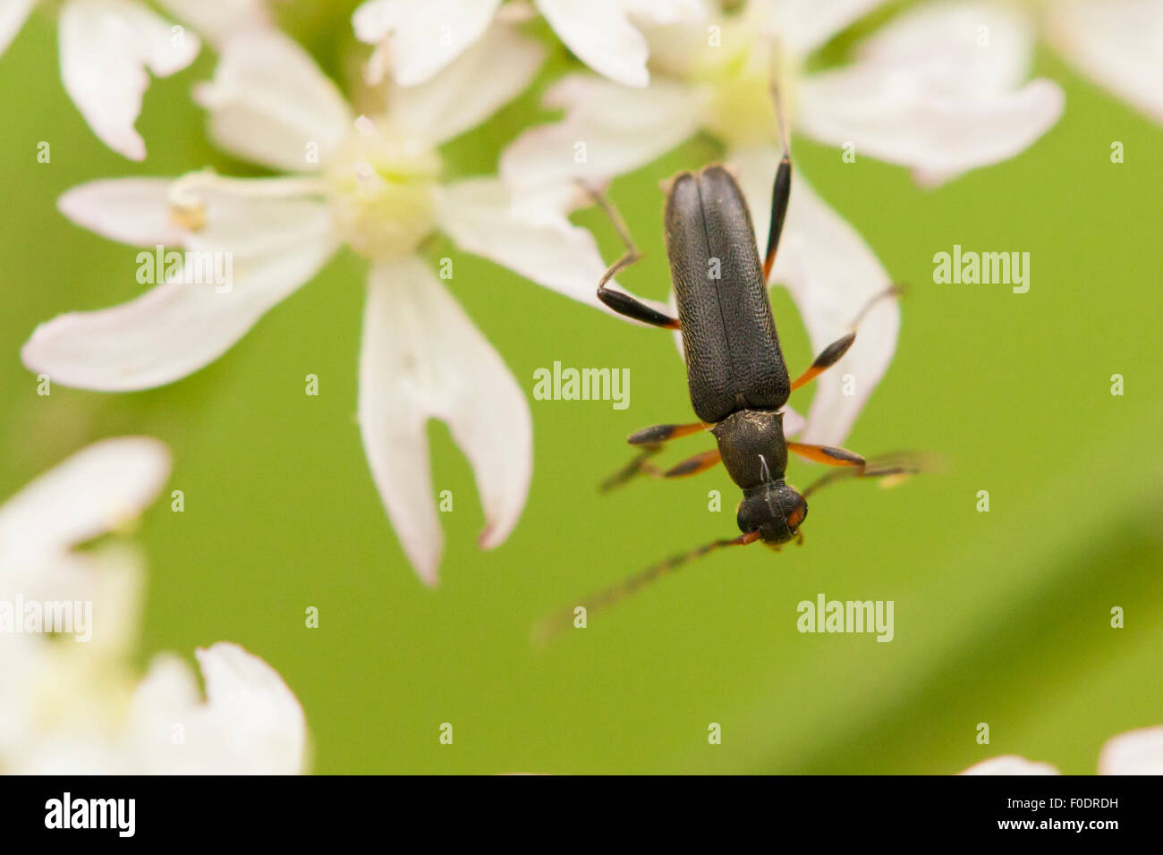 A Soldier beetle on a Cow Parsley flower Stock Photo - Alamy